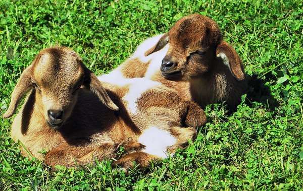 Sunset at the Palms: Getting One’s Goat in Jamaica