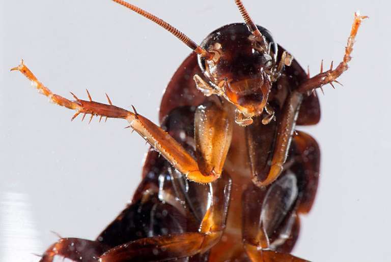 101 Things To Do with Cockroaches - Traveling Archive