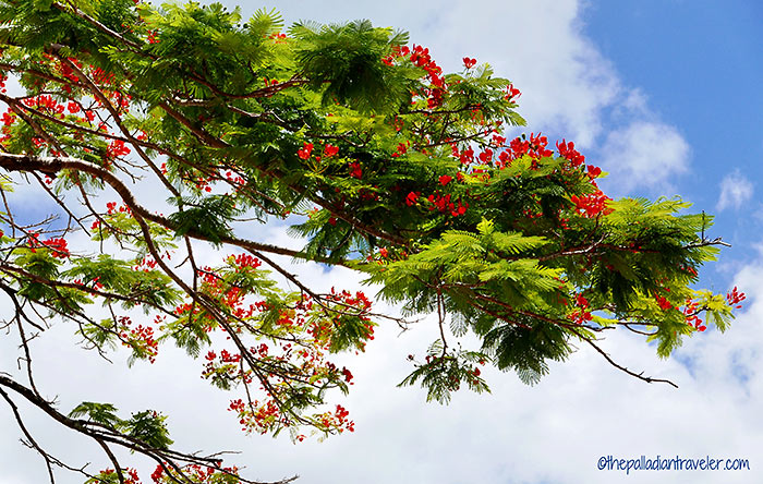 Into The Hinterland at Australia's Sunshine Coast - Traveling Boy