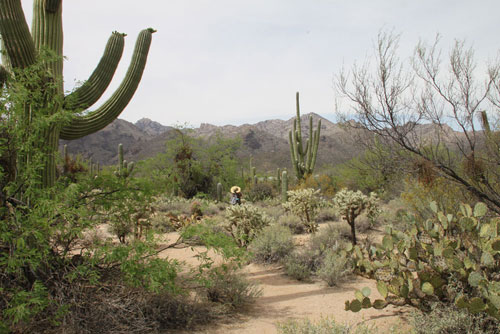 Into the Saguaros of Tucson - Traveling Boy
