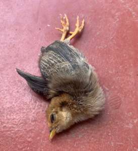 A Lesson From a Chicken – Traveling Boy